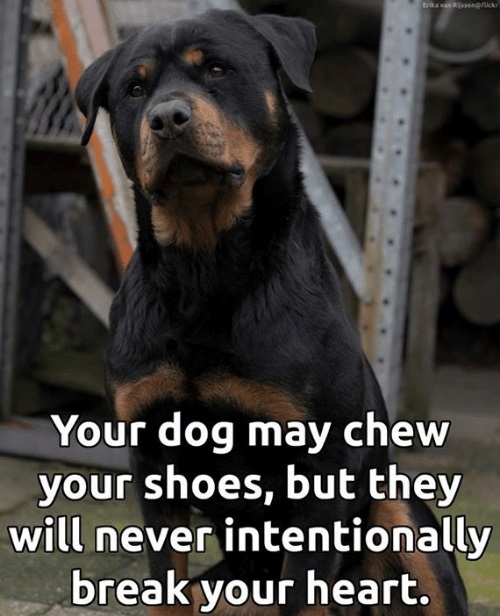 Memes – Rottweilers